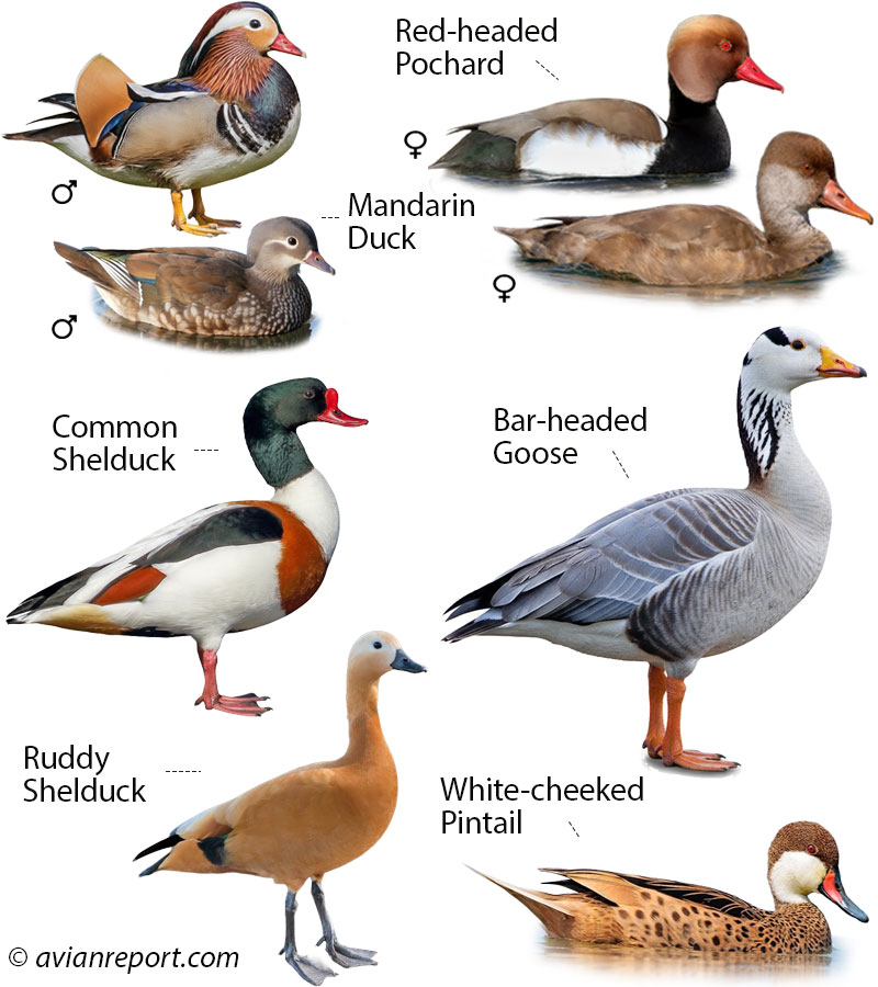 A Complete Guide to Urban Ducks, Geese, Swans, and Hybrids - Avian Report