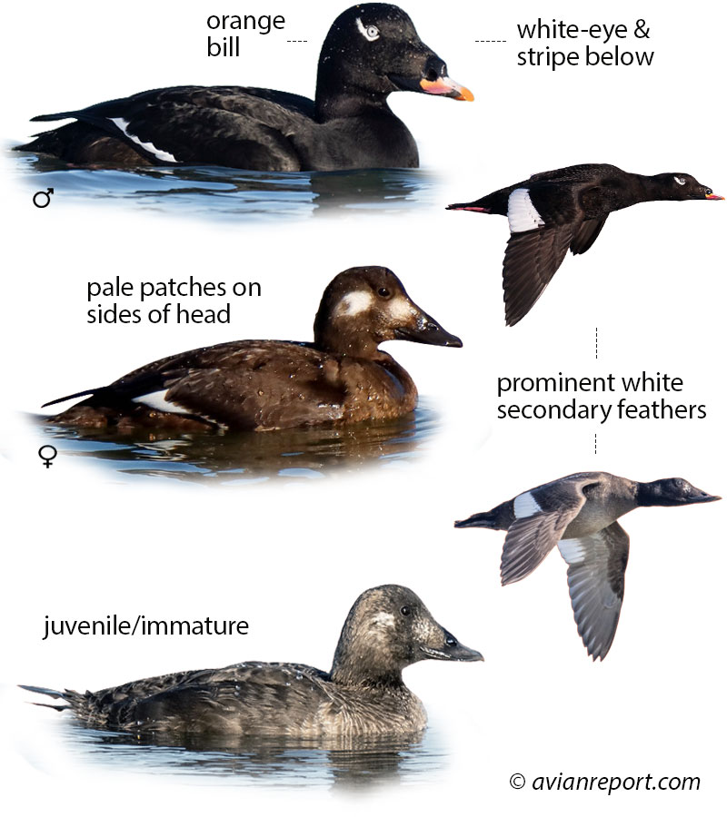 38 California Ducks, Geese, and Swans: ID & Sound Guide - Avian Report