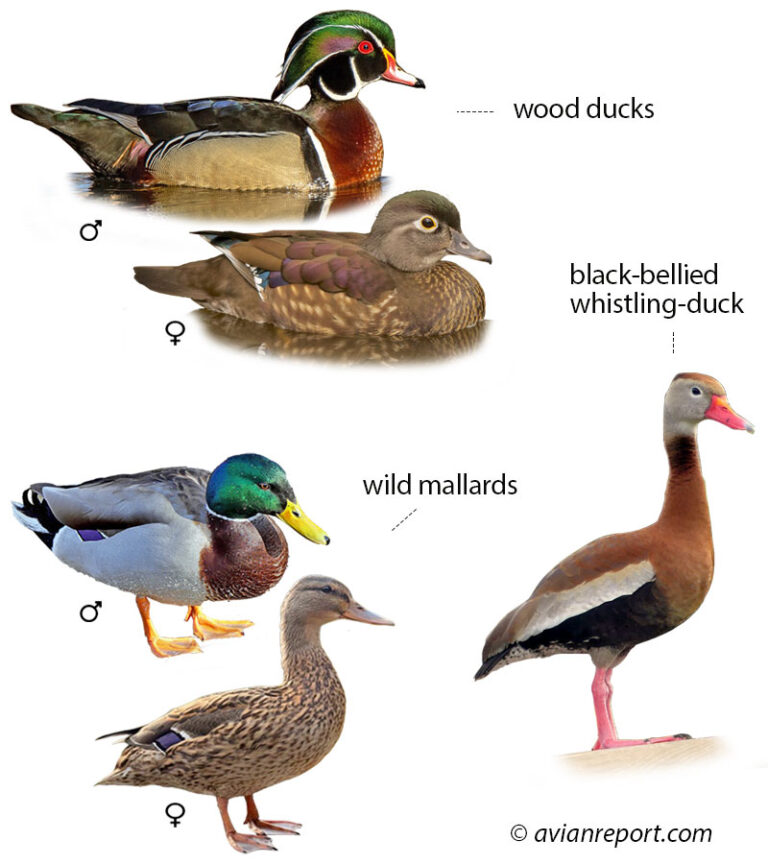 A Complete Guide to Urban Ducks, Geese, Swans, and Hybrids - Avian Report