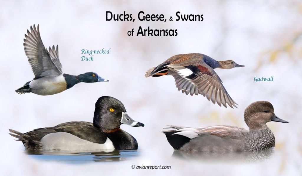 Arkansas Ducks, Geese, and Swans: A 36 Species ID Guide - Avian Report