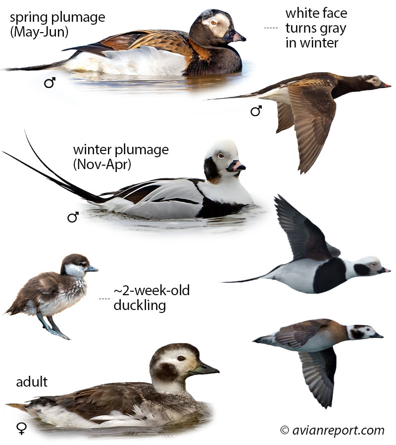 38 California Ducks, Geese, and Swans: ID & Sound Guide - Avian Report