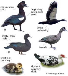 Texas Ducks, Geese, and Swans: A 37 Species ID Guide - Avian Report