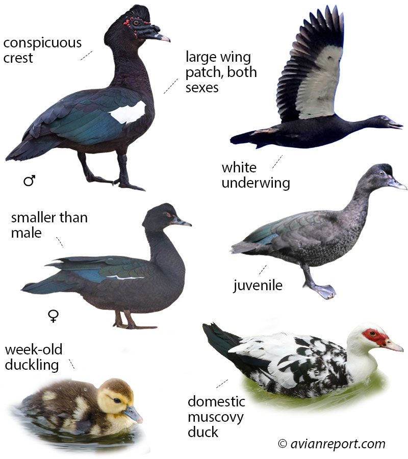 Texas Ducks, Geese, and Swans: A 37 Species ID Guide - Avian Report
