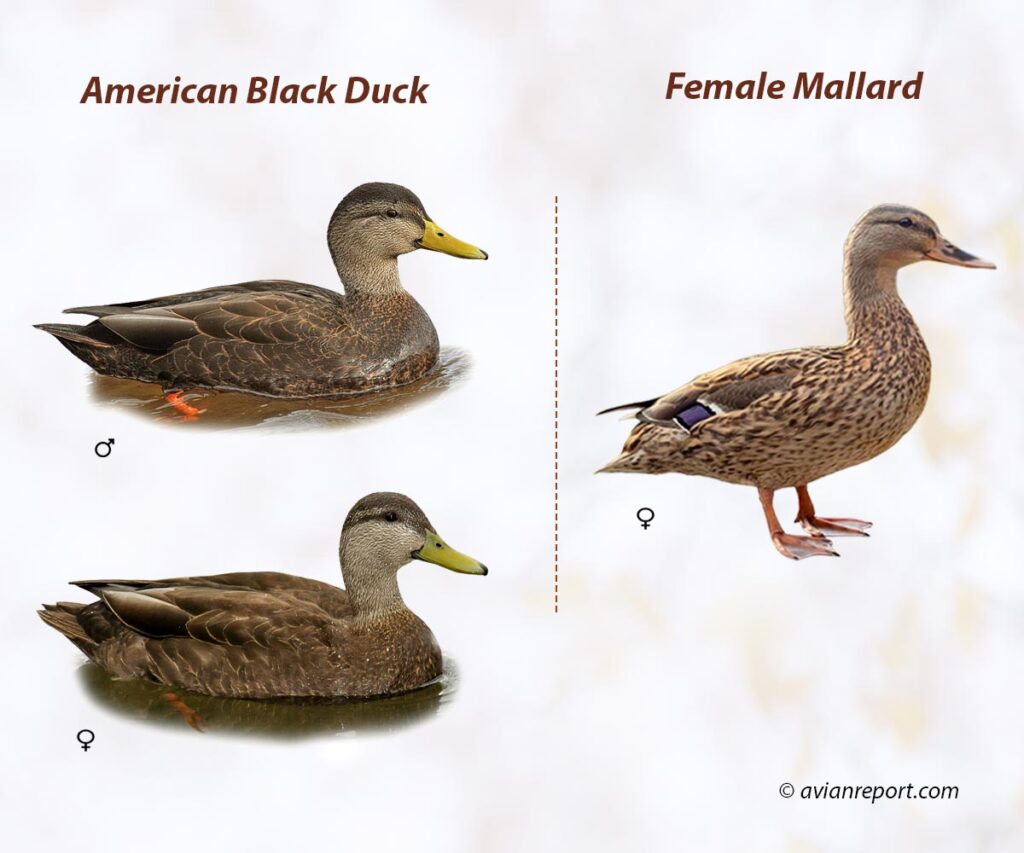American Black Duck vs. Female Mallard: Key ID Field Marks - Avian Report