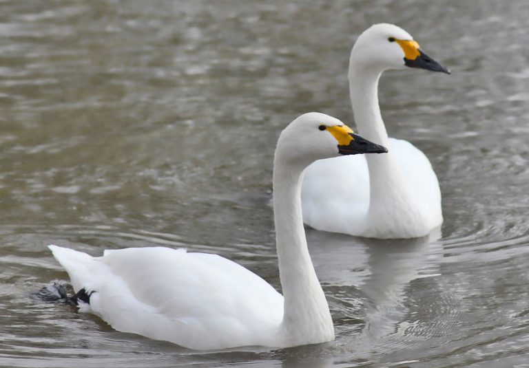 Tundra vs Trumpeter Swan: Key ID Field Marks Explained - Avian Report