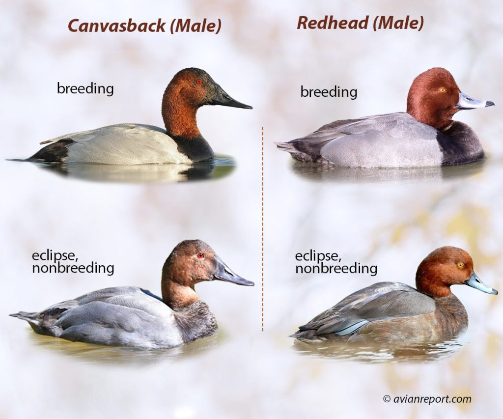 Canvasback vs Redhead: Key Field Identification Marks Explained - Avian ...