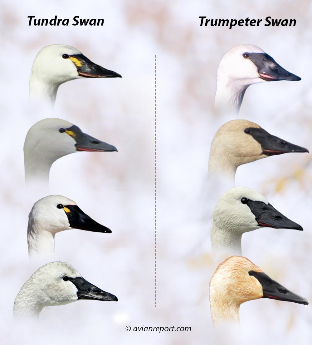 Tundra vs Trumpeter Swan: Key ID Field Marks Explained - Avian Report