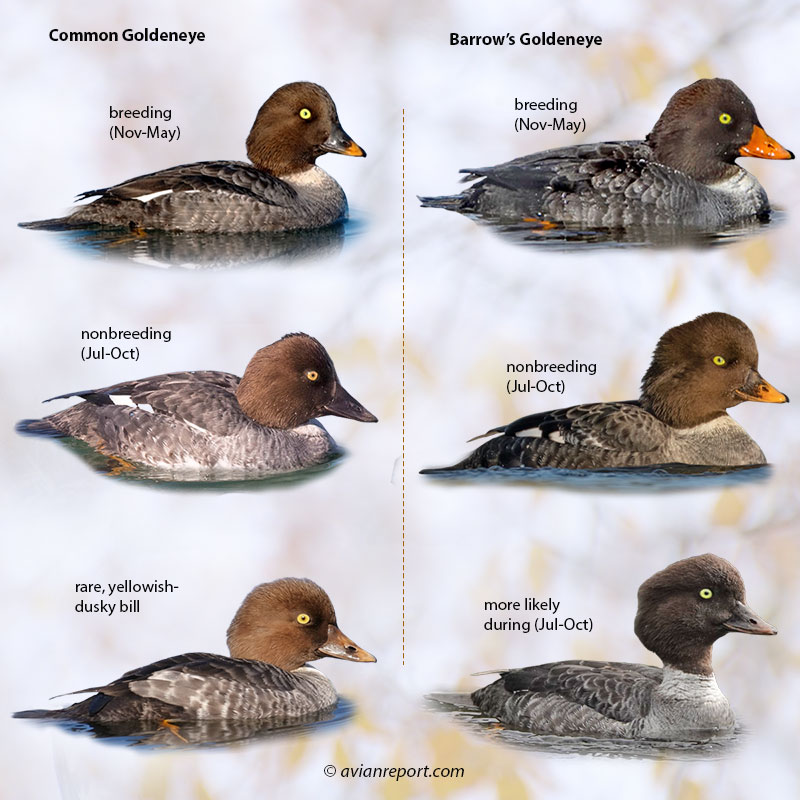 Common vs. Barrow’s Goldeneye: Key ID Field Marks Explained - Avian Report