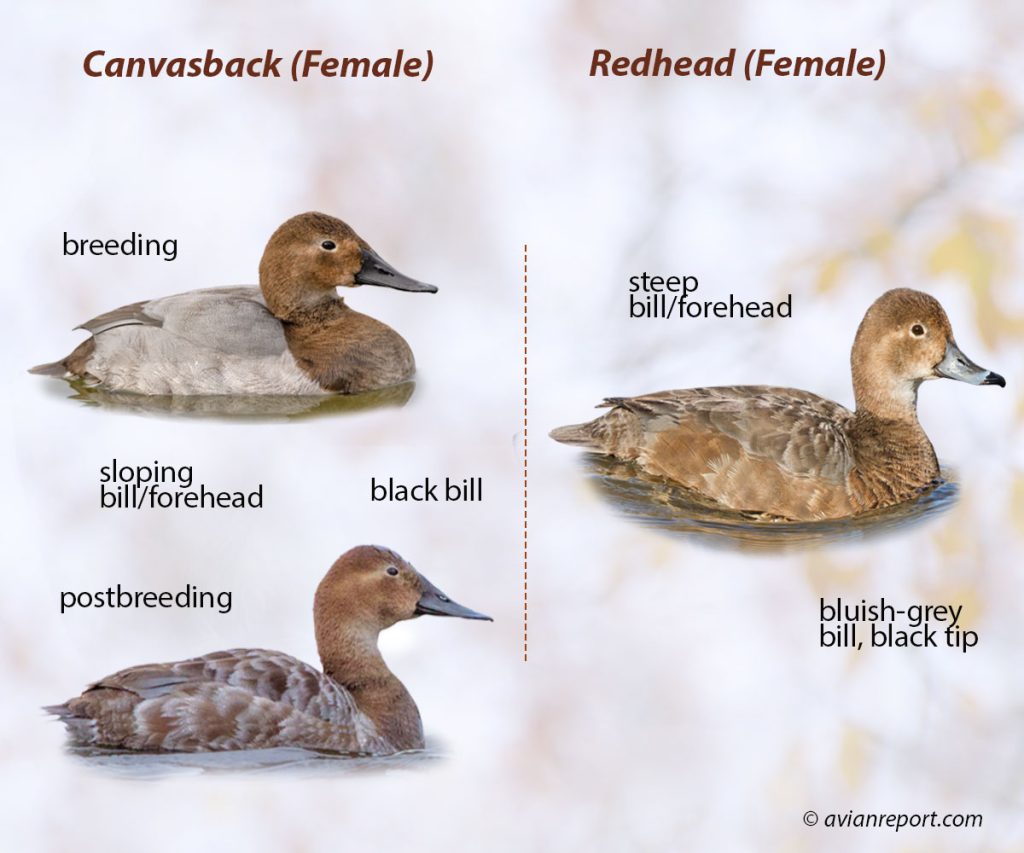 Canvasback vs Redhead: Key Field Identification Marks Explained - Avian ...