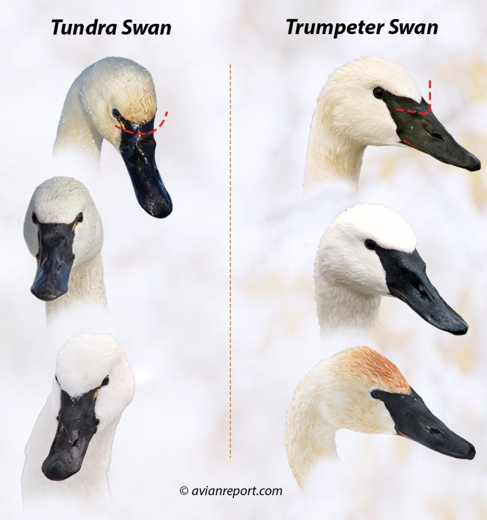 Tundra vs Trumpeter Swan: Key ID Field Marks Explained - Avian Report