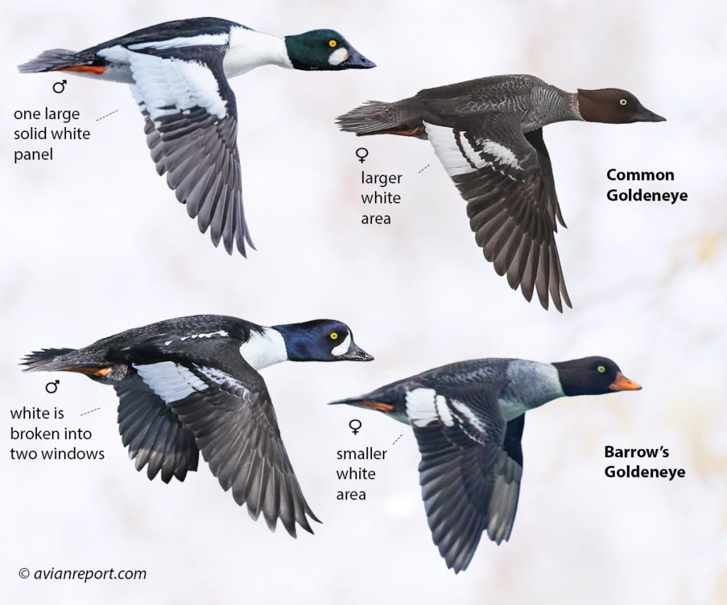 Common vs. Barrow’s Goldeneye: Key ID Field Marks Explained - Avian Report