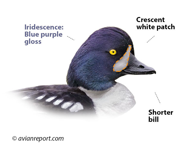 Common vs. Barrow’s Goldeneye: Key ID Field Marks Explained - Avian Report