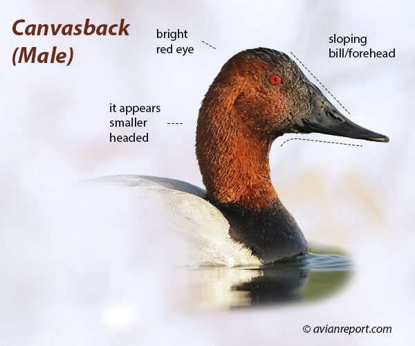 Canvasback vs Redhead: Key Field Identification Marks Explained - Avian ...