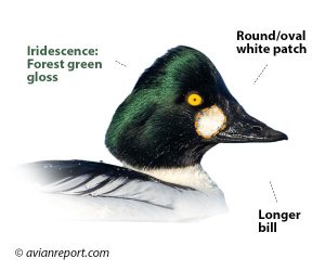 Common vs. Barrow’s Goldeneye: Key ID Field Marks Explained - Avian Report