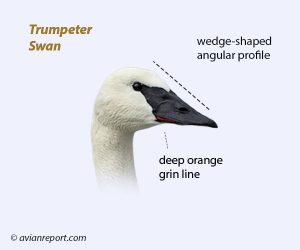 Tundra vs Trumpeter Swan: Key ID Field Marks Explained - Avian Report
