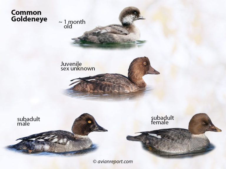 Common vs. Barrow’s Goldeneye: Key ID Field Marks Explained - Avian Report