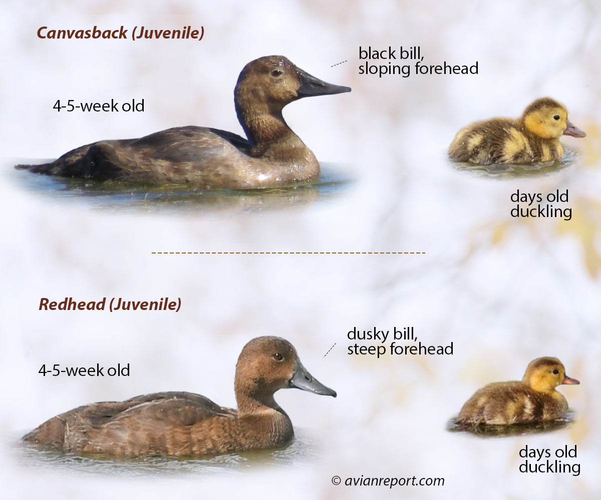 Canvasback vs Redhead: Key Field Identification Marks Explained - Avian ...