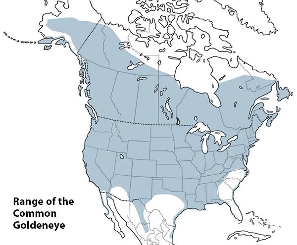 Common vs. Barrow’s Goldeneye: Key ID Field Marks Explained - Avian Report