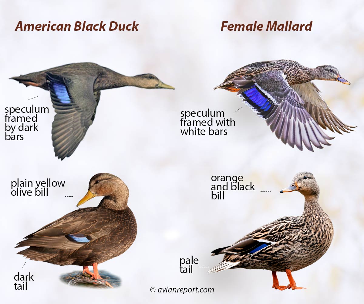 American Black Duck vs. Female Mallard: Key ID Field Marks - Avian Report