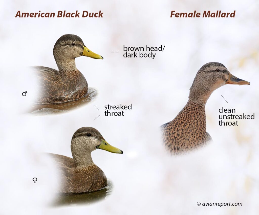 American Black Duck vs. Female Mallard: Key ID Field Marks - Avian Report