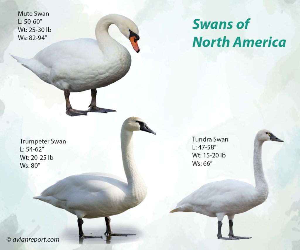 Tundra vs Trumpeter Swan: Key ID Field Marks Explained - Avian Report