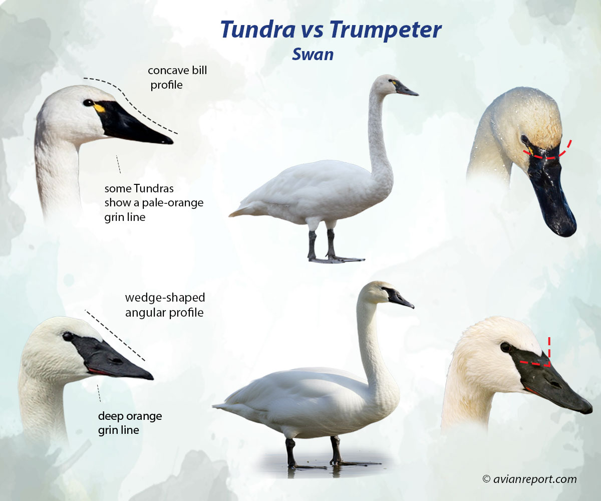 Tundra vs Trumpeter Swan: Key ID Field Marks Explained - Avian Report