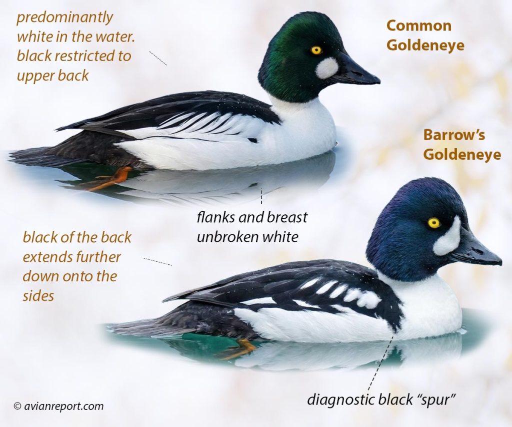 Common vs. Barrow’s Goldeneye: Key ID Field Marks Explained - Avian Report