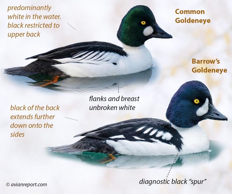 Common vs. Barrow’s Goldeneye: Key ID Field Marks Explained - Avian Report