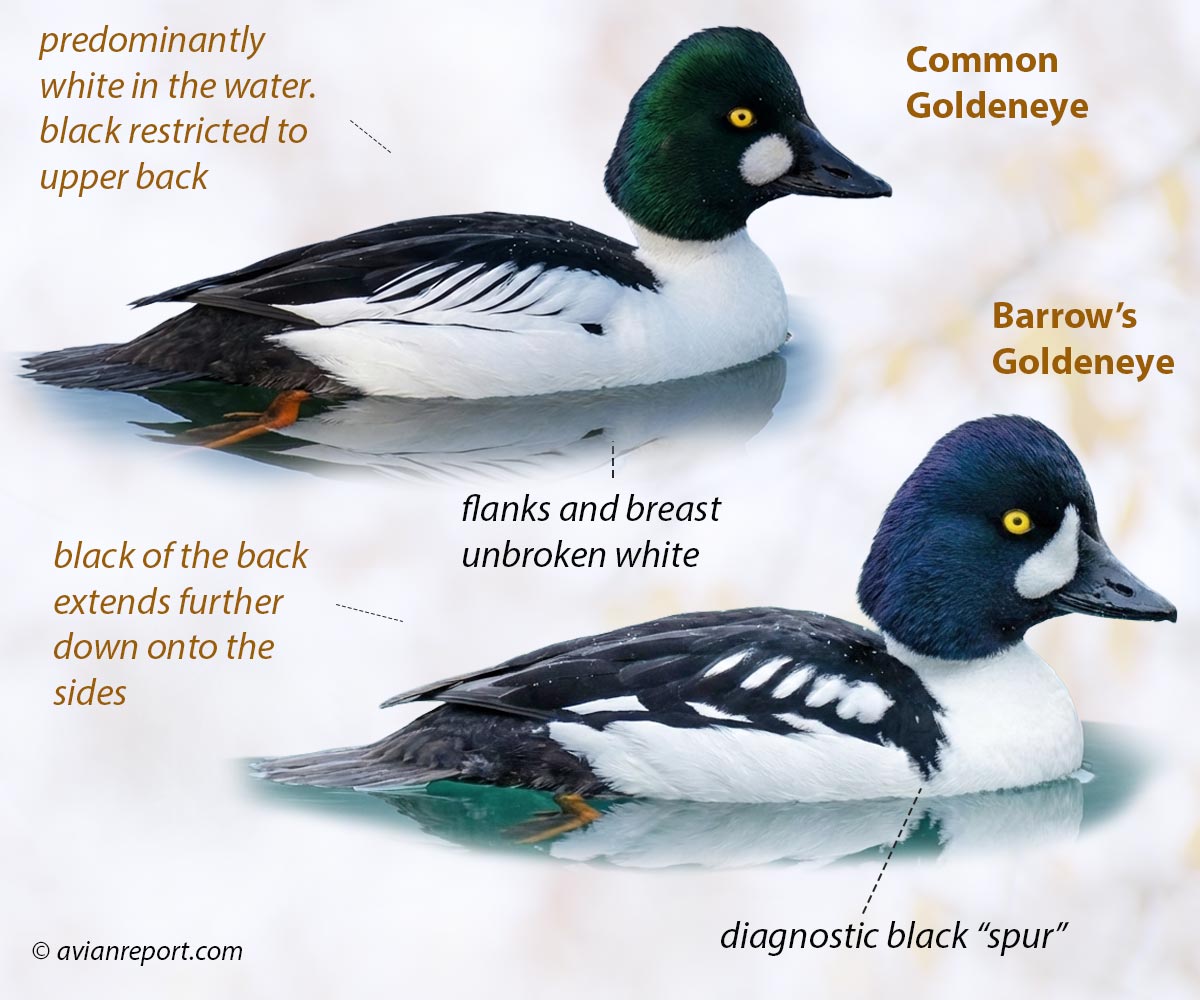 Common vs. Barrow’s Goldeneye: Key ID Field Marks Explained - Avian Report
