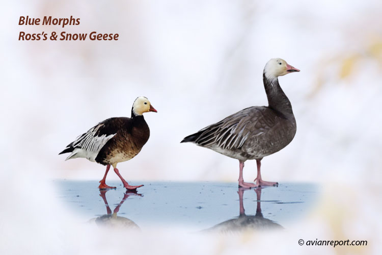 Snow Goose vs. Ross’s Goose: Key Identification Field Marks - Avian Report