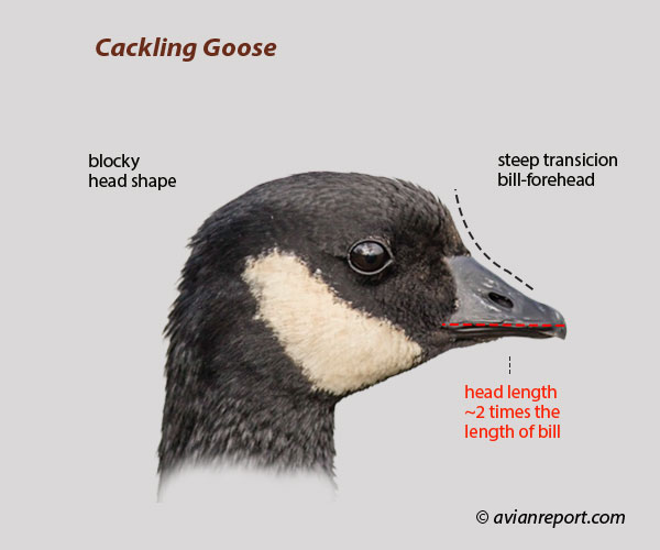Canada vs. Cackling Goose: Key ID Field Marks Explained - Avian Report