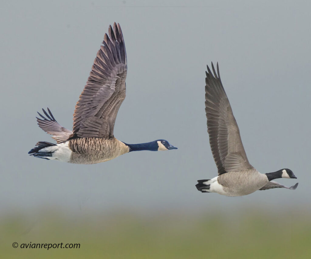 Canada vs. Cackling Goose: Key ID Field Marks Explained - Avian Report