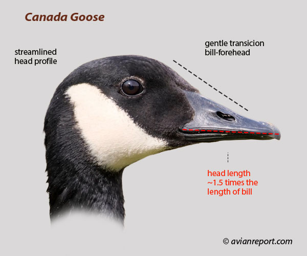 Canada vs. Cackling Goose: Key ID Field Marks Explained - Avian Report