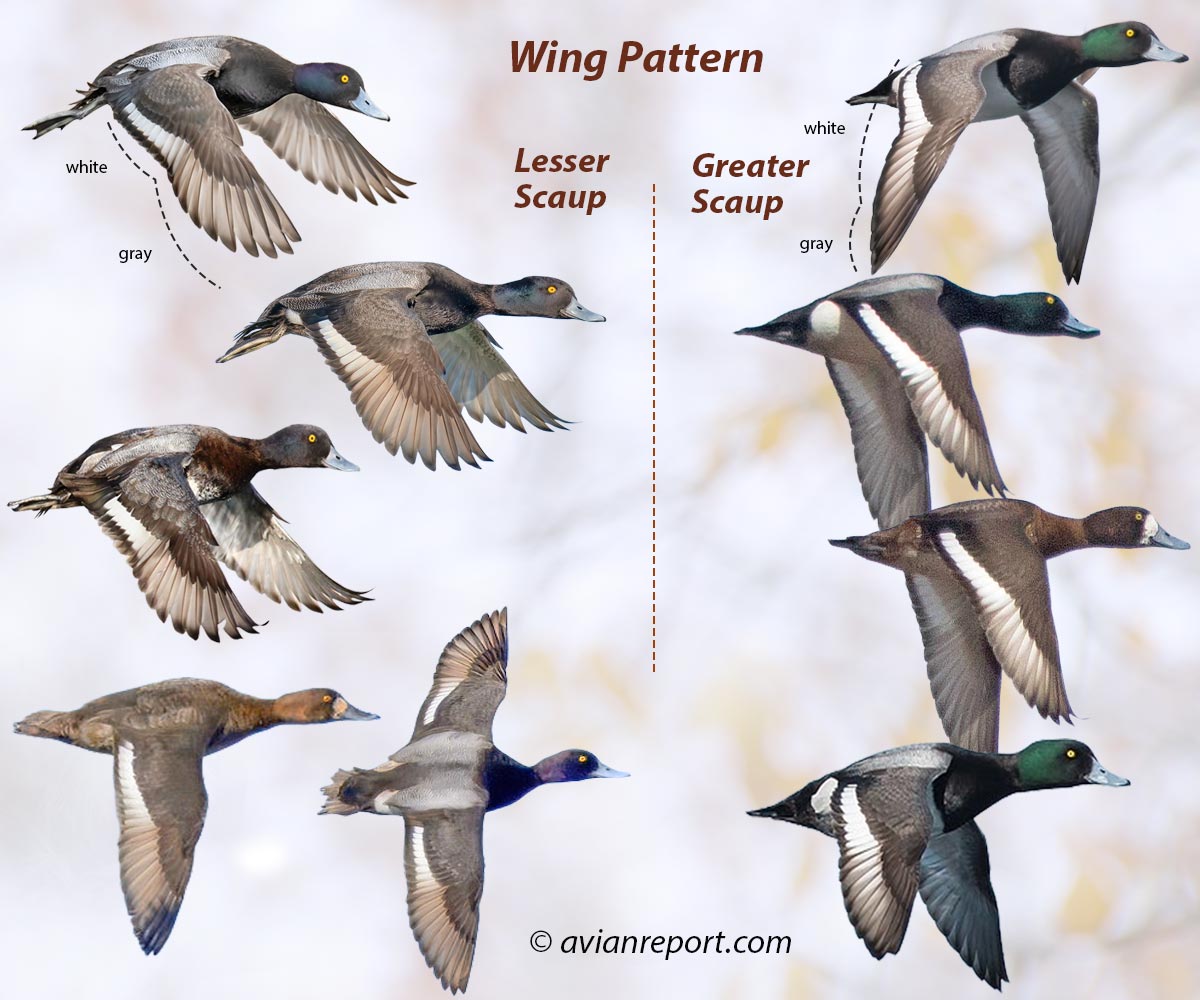 Lesser Scaup vs Greater Scaup: Key Identification Field Marks - Avian ...