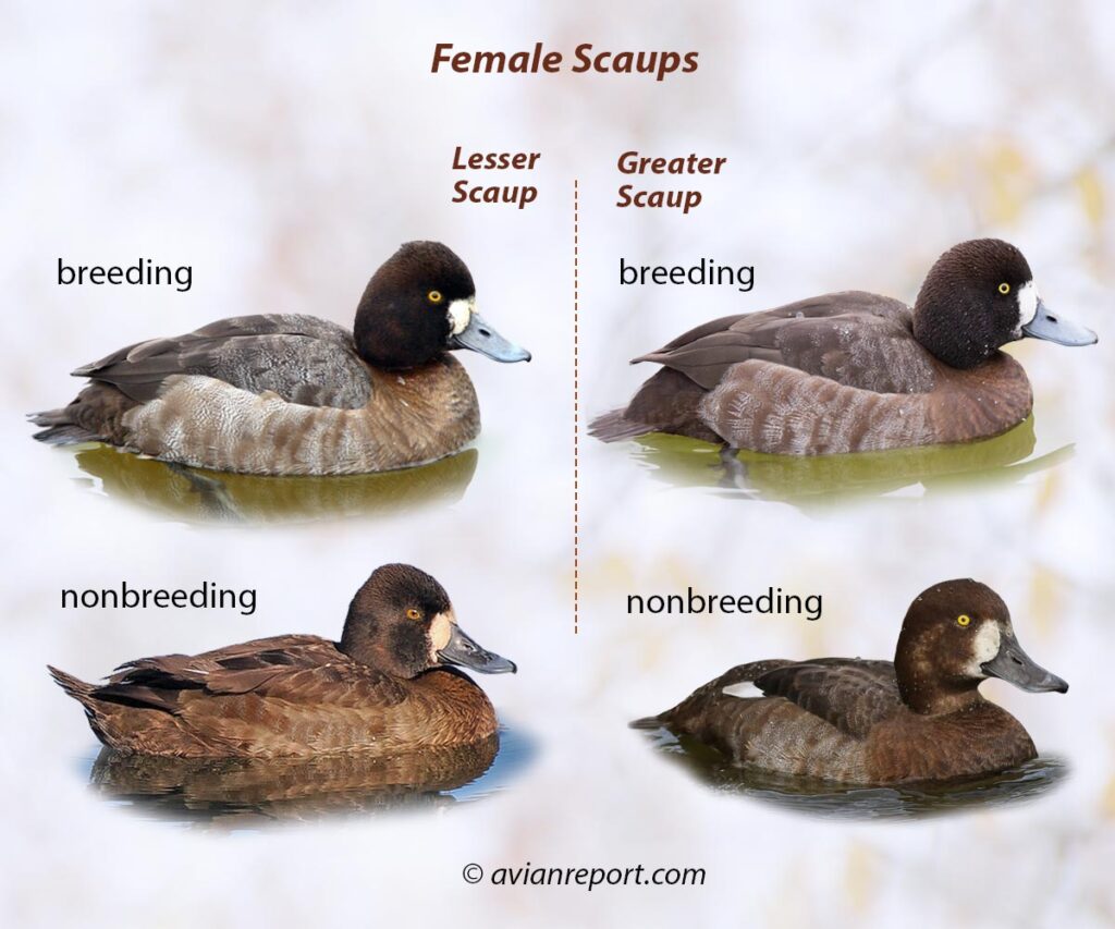 Lesser Scaup vs Greater Scaup: Key Identification Field Marks - Avian ...