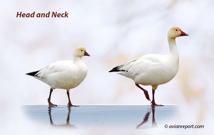 Snow Goose vs. Ross’s Goose: Key Identification Field Marks - Avian Report