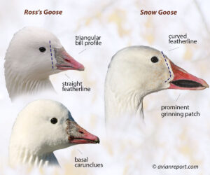 Snow Goose vs. Ross’s Goose: Key Identification Field Marks - Avian Report