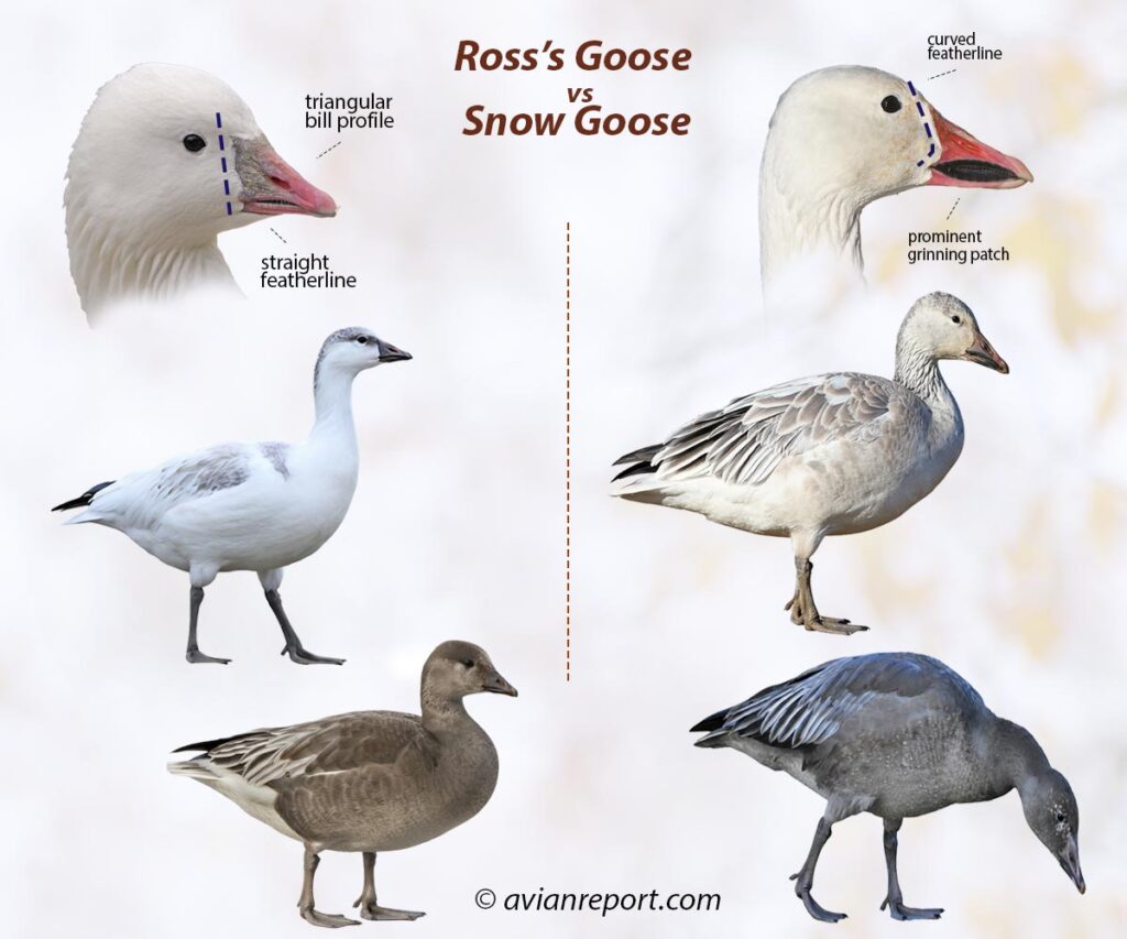 Snow Goose vs. Ross’s Goose: Key Identification Field Marks - Avian Report
