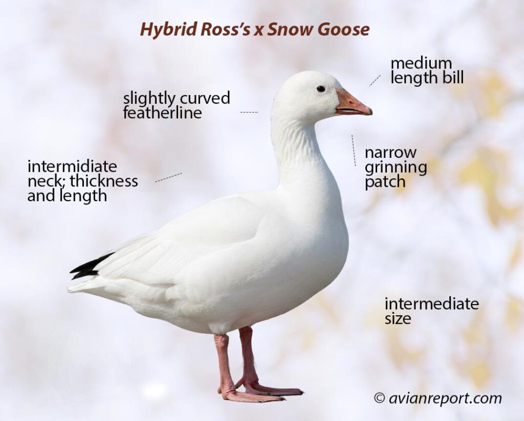 Snow Goose vs. Ross’s Goose: Key Identification Field Marks - Avian Report