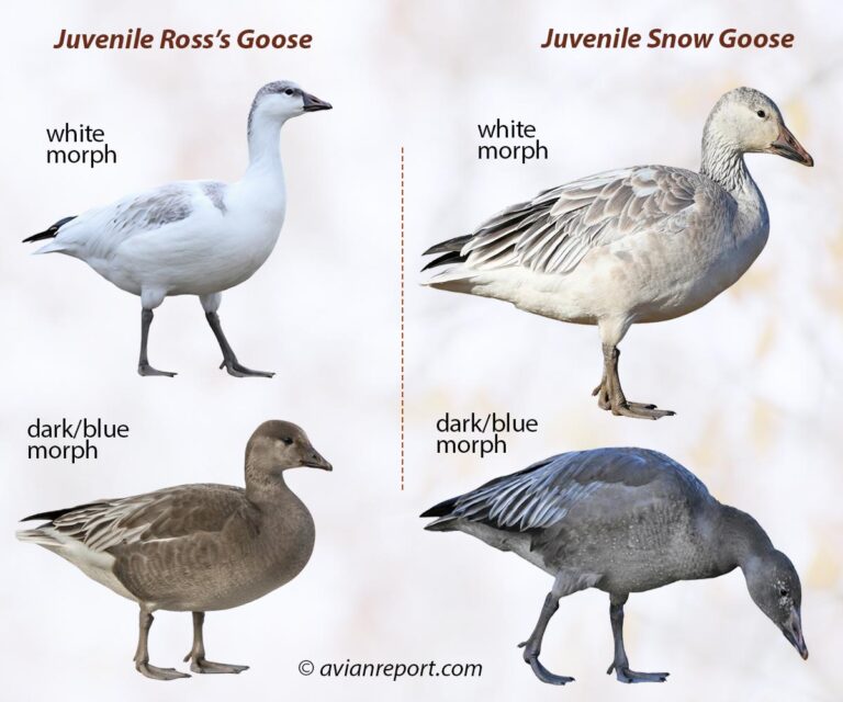 Snow Goose vs. Ross’s Goose: Key Identification Field Marks - Avian Report