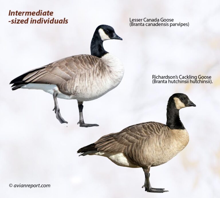 Canada vs. Cackling Goose: Key ID Field Marks Explained - Avian Report