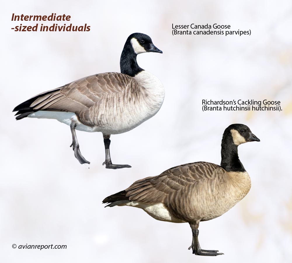 Canada vs. Cackling Goose: Key ID Field Marks Explained - Avian Report