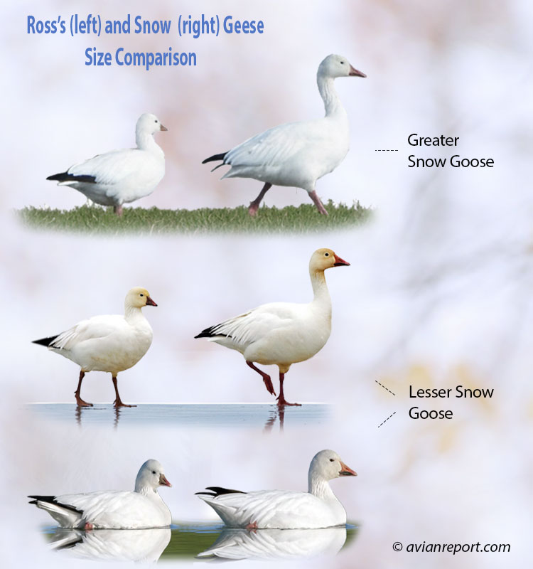 Snow Goose vs. Ross’s Goose: Key Identification Field Marks - Avian Report