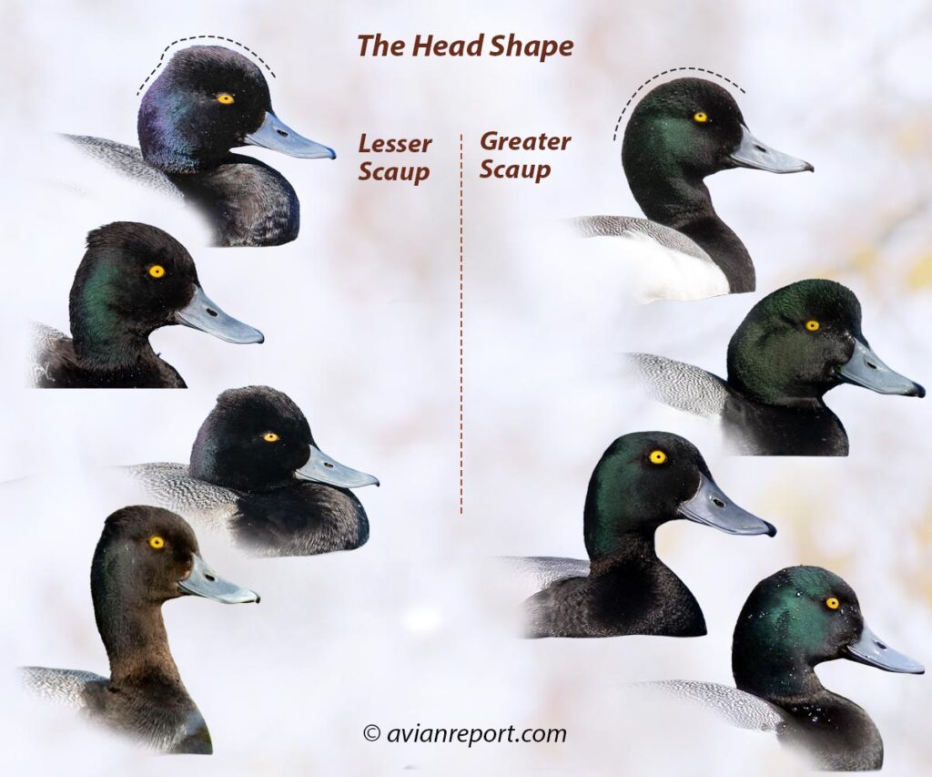 Lesser Scaup vs Greater Scaup: Key Identification Field Marks - Avian ...