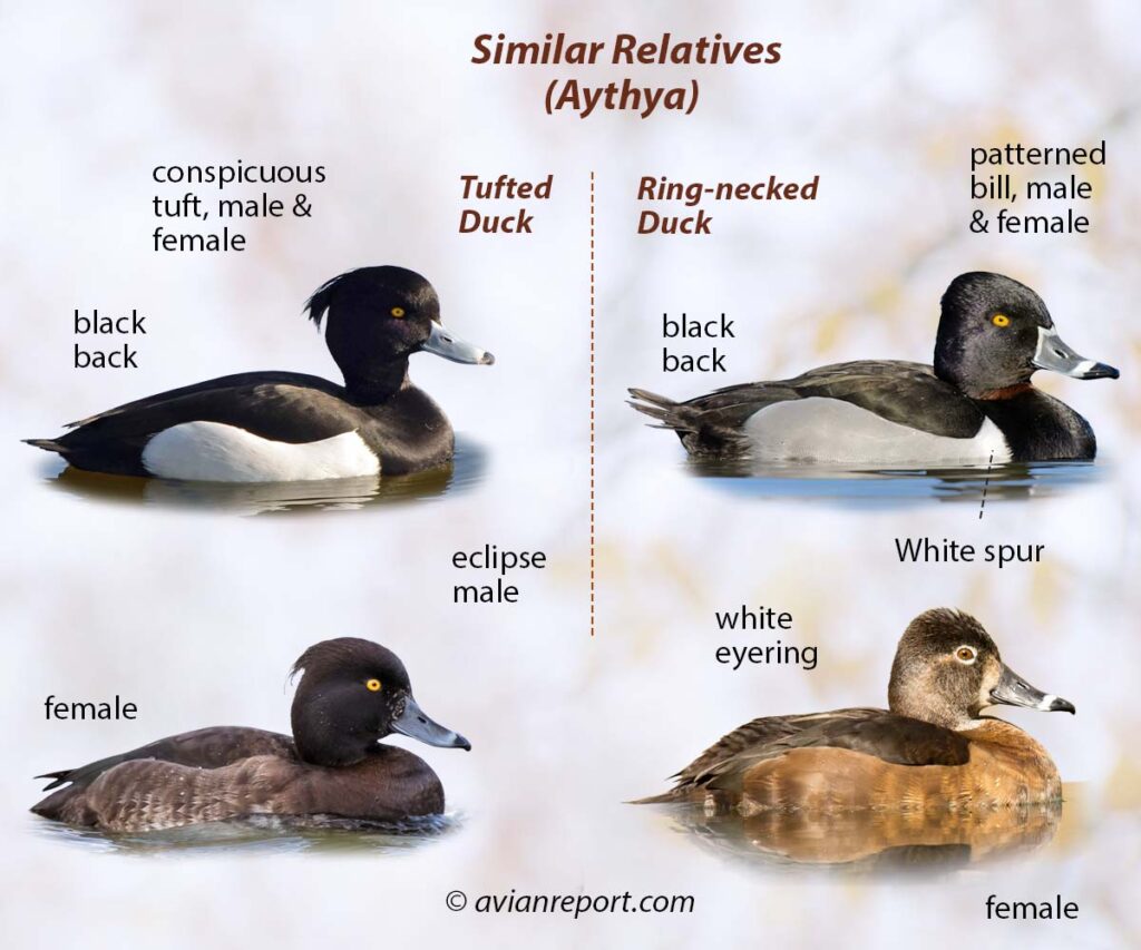 Lesser Scaup vs Greater Scaup: Key Identification Field Marks - Avian ...