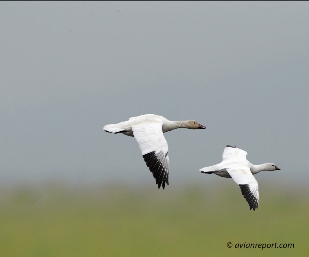 Snow Goose vs. Ross’s Goose: Key Identification Field Marks - Avian Report