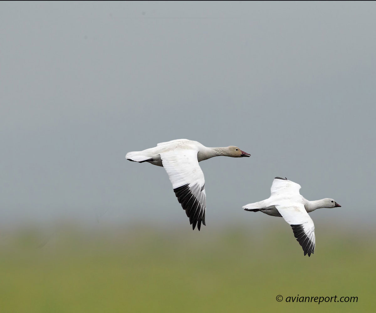Snow Goose vs. Ross’s Goose: Key Identification Field Marks - Avian Report
