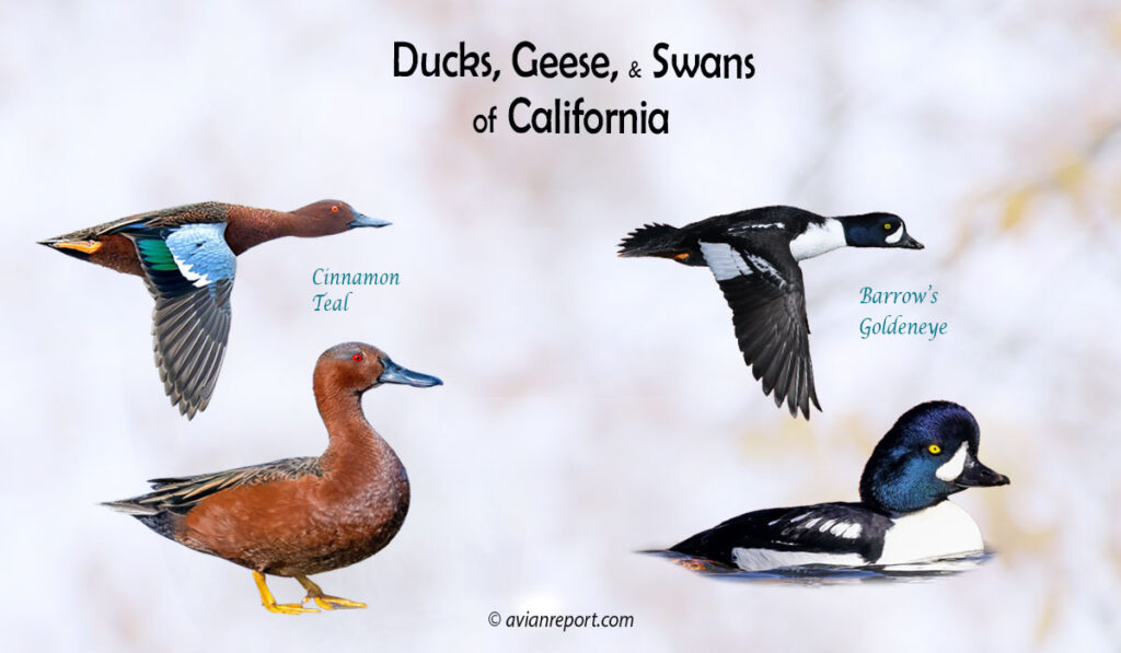 38 California Ducks, Geese, and Swans: ID & Sound Guide - Avian Report