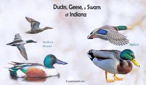 36 Indiana Ducks, Geese, and Swans: ID & Sound Guide - Avian Report