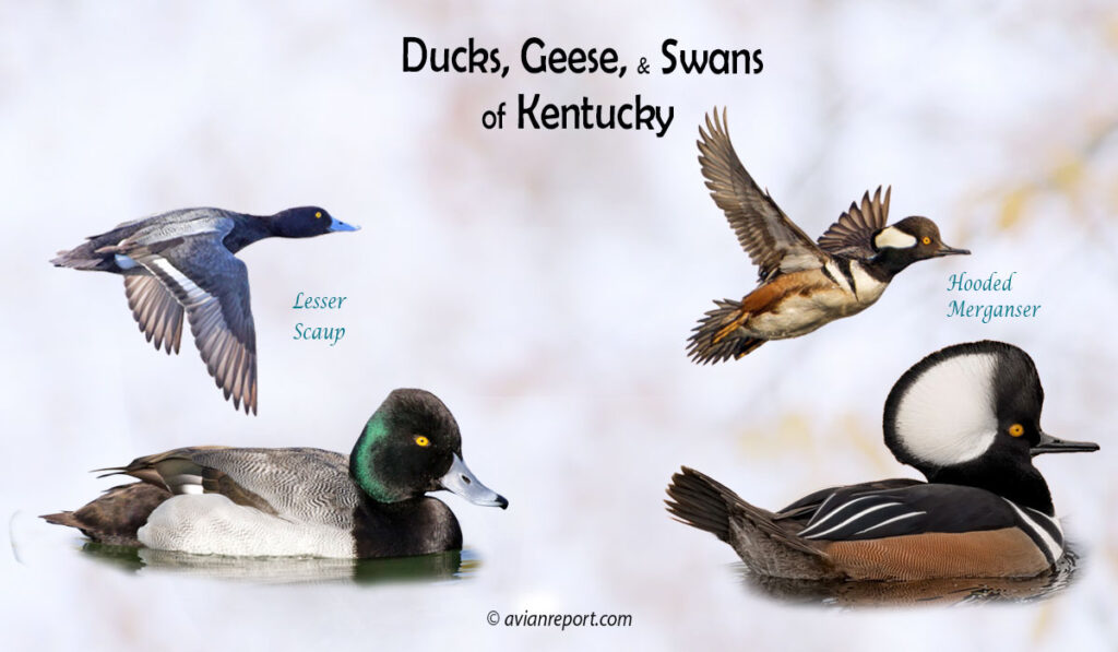 36 Kentucky Ducks, Geese, and Swans: ID & Sound Guide - Avian Report